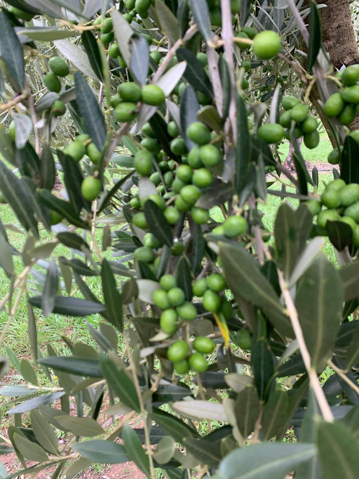 Earthbound Horticulture | Expert Olive Consultant Australia